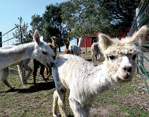 Dodge Center alpaca farm opens doors to public for National Alpaca Farm ...