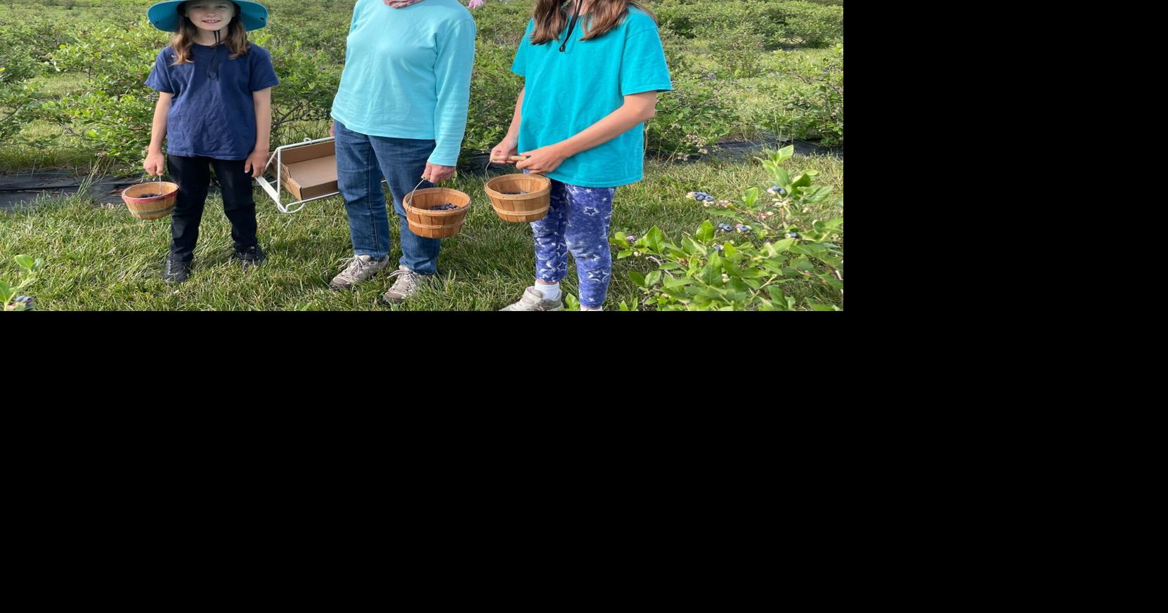 A berry good day to pick berries | News | southernminn.com