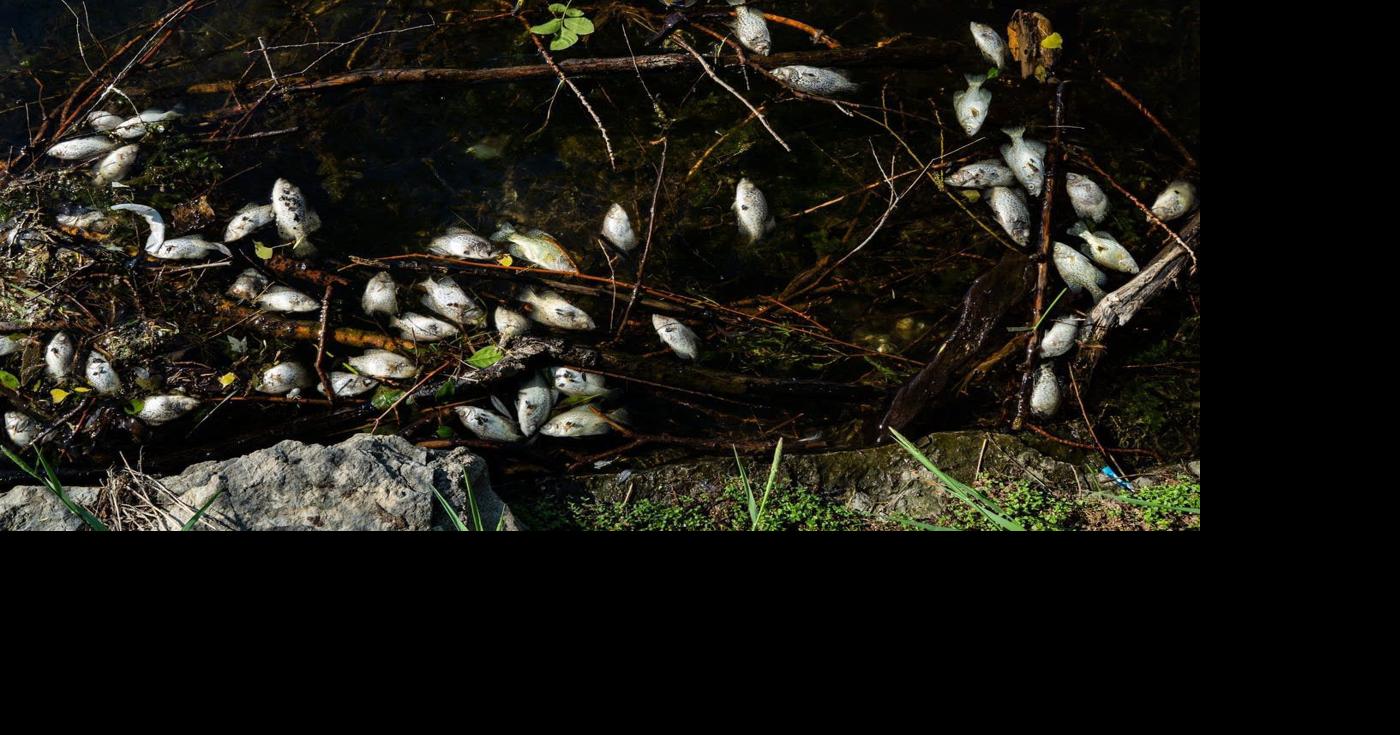 Dead fish: Stinky and unsightly, but not cause for alarm | State ...