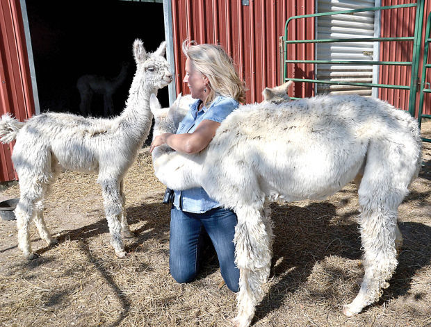 Dodge Center alpaca farm opens doors to public for National Alpaca Farm ...