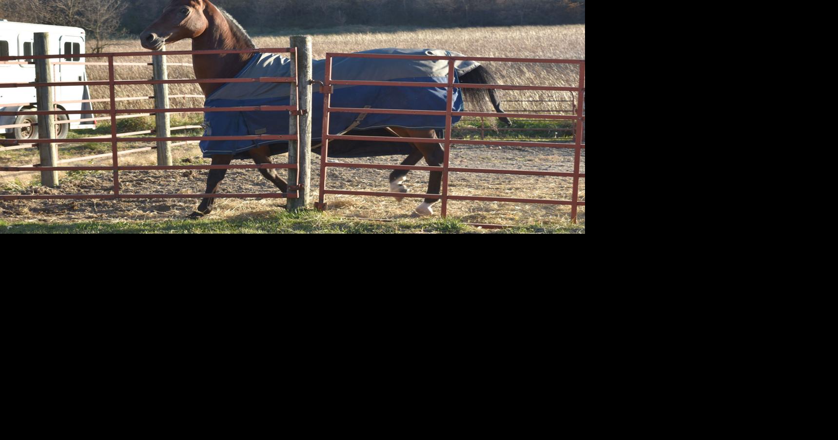 Capall Stables welcomes community to Morgan horse 'open barn' | News ...