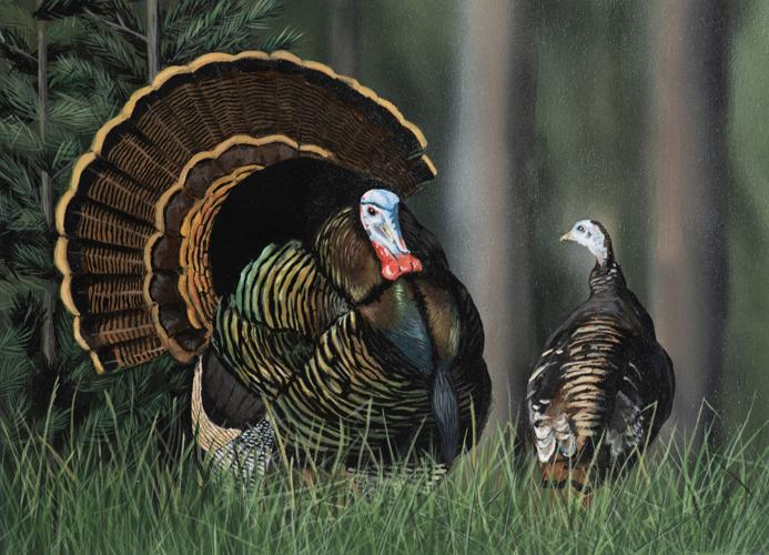 Winners chosen for pheasant and turkey stamp contests | Community ...