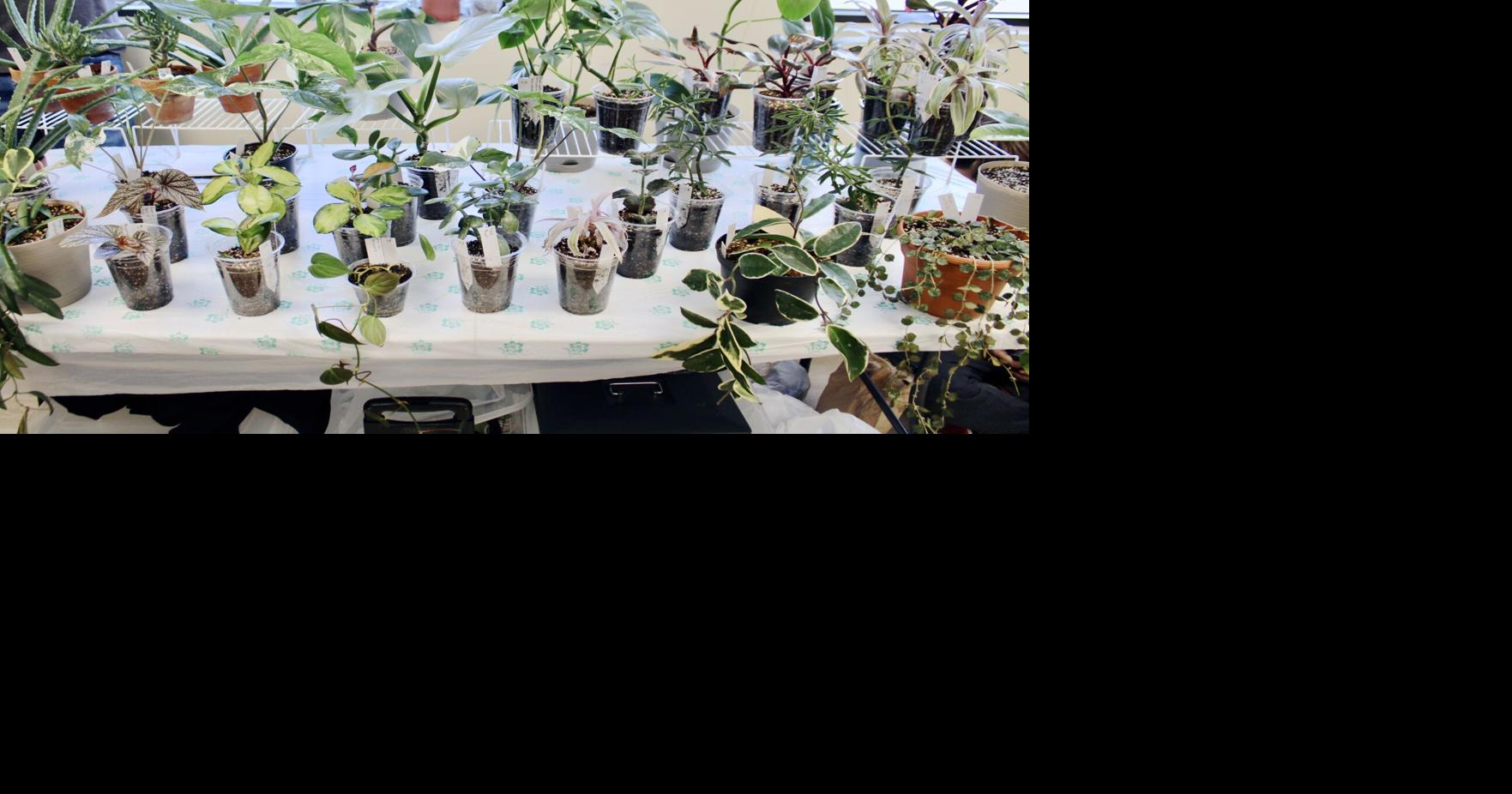 Houseplant enthusiasts enjoy Straight River Plant Swap | News ...