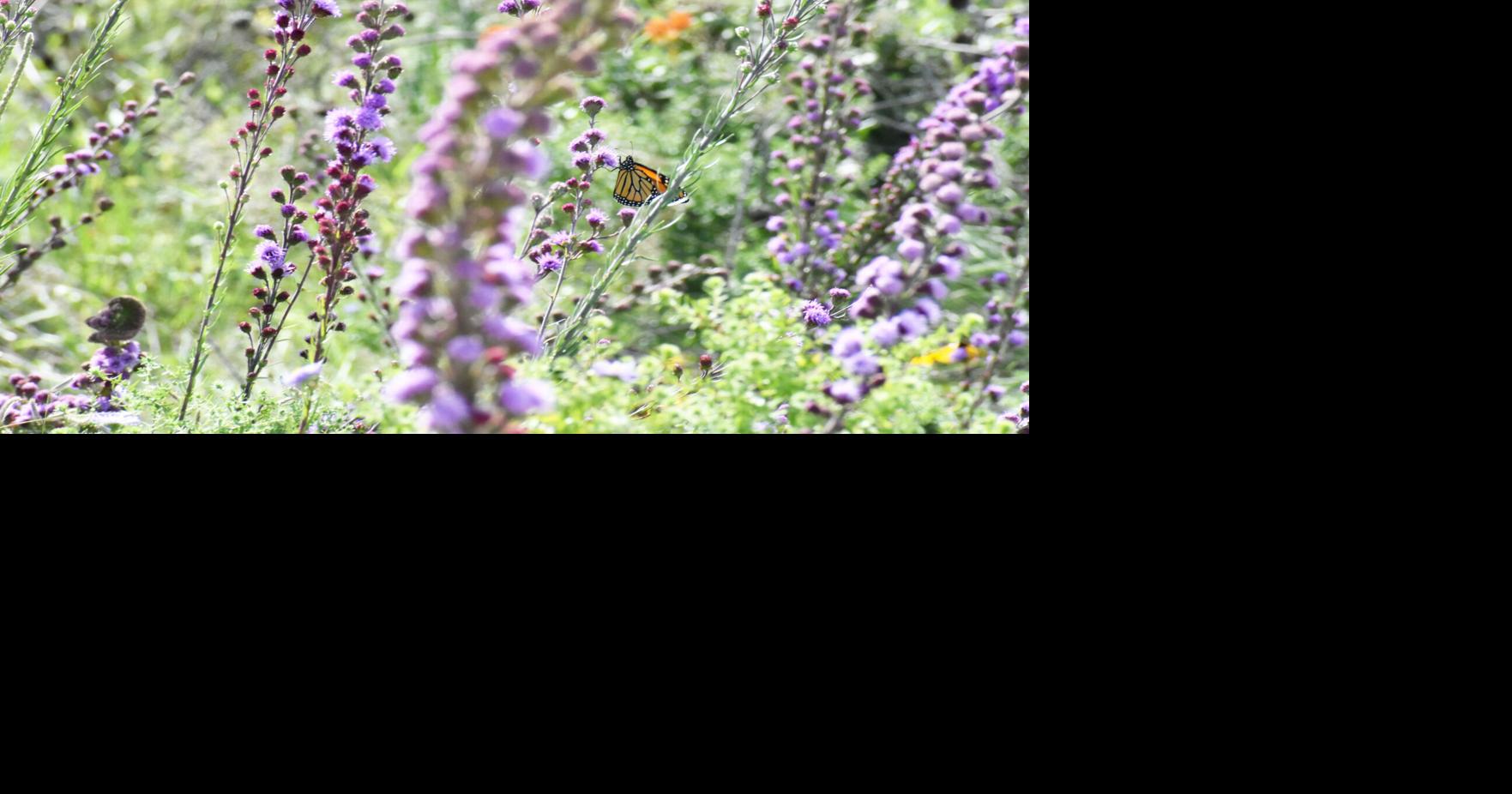 Monarch migration featured by pollinator groups, Faribault Mill | News ...