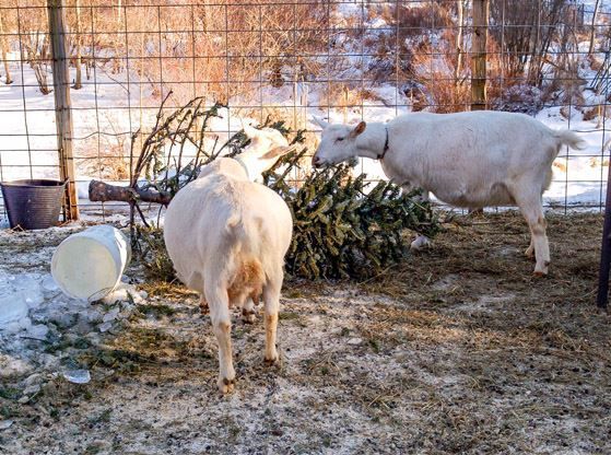 Close the holiday season with eco-friendly disposal choices | News ...