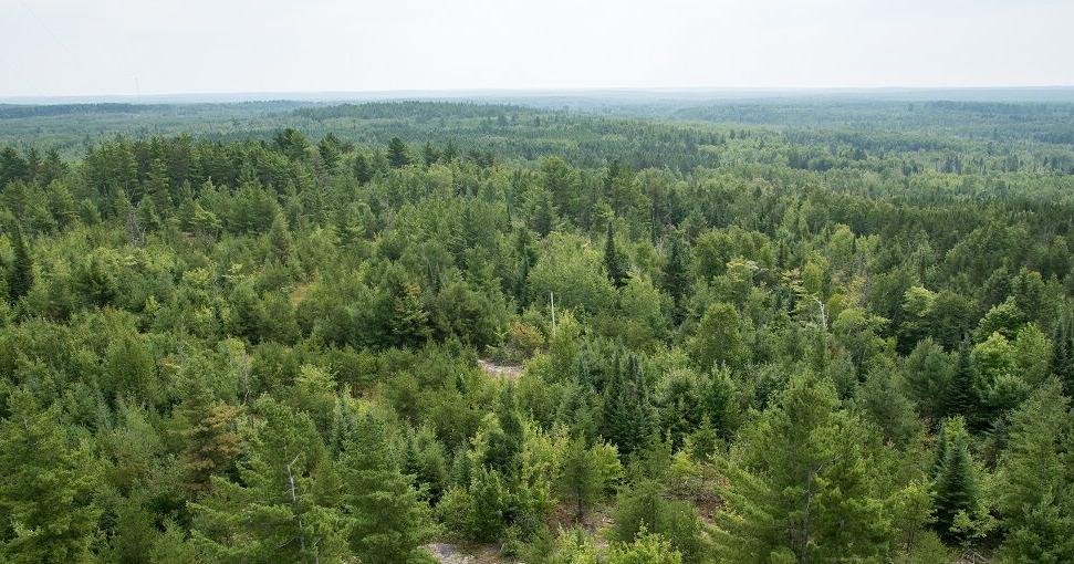 Minnesota DNR offers $1M in grants to empower community forestry ...