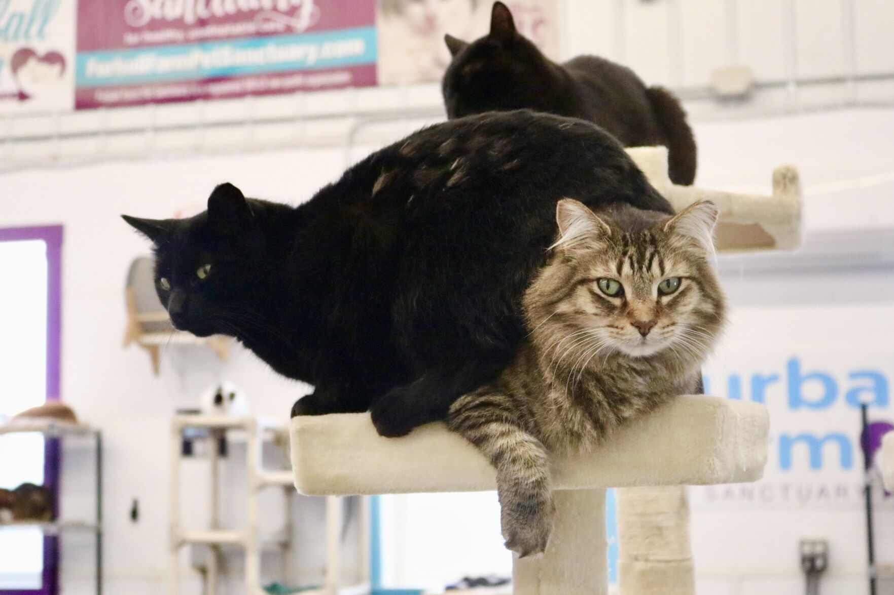 Furball Farm garners 2.4M online followers, fanbase continues to grow ...