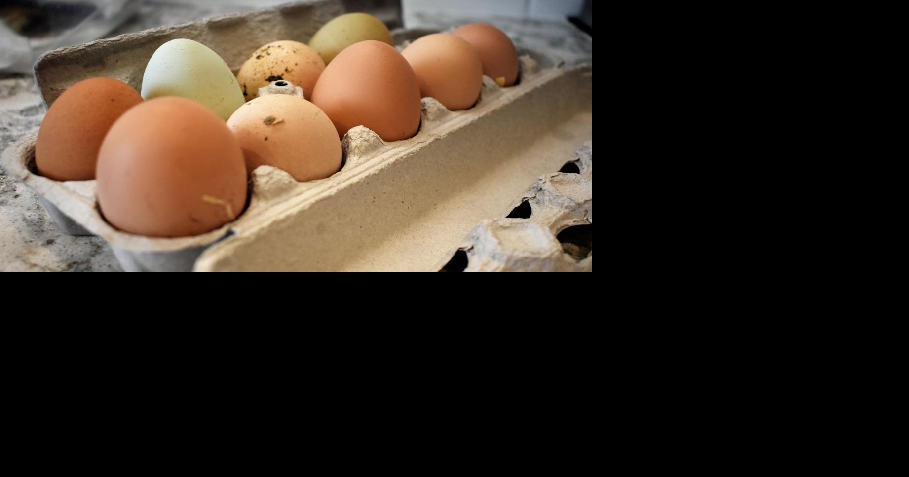 Kenyon City Council begins to consider backyard chickens | News ...