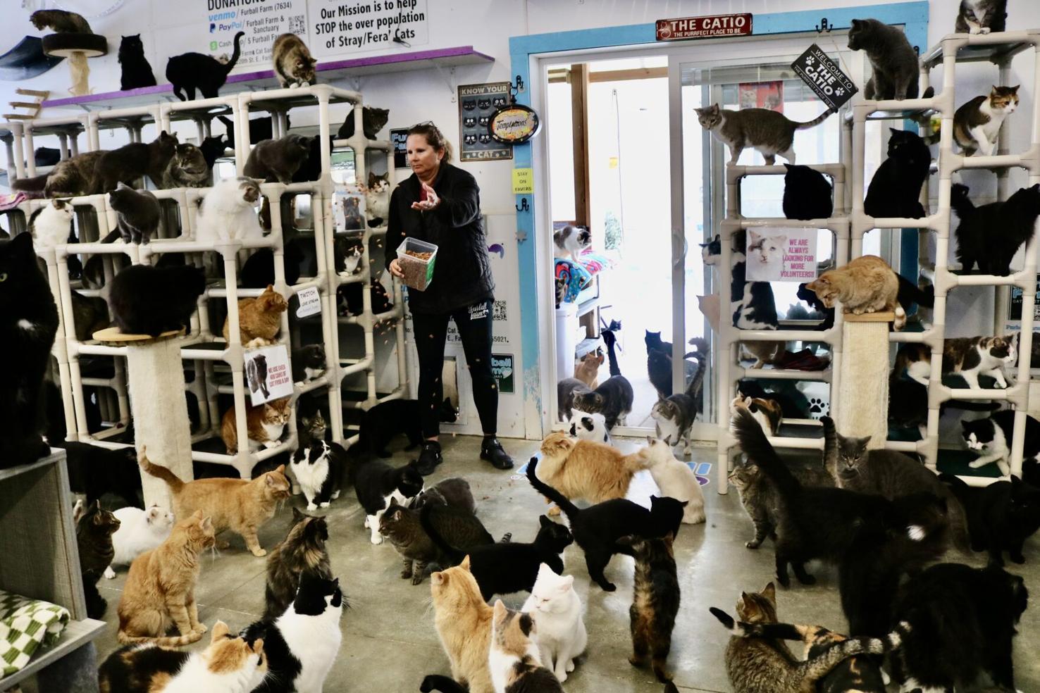 Furball Farm garners 2.4M online followers, fanbase continues to grow ...