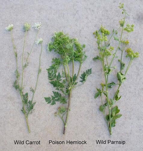 August Weed of the Month: poison hemlock | News | southernminn.com