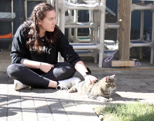 PHOTOS: Cats at Furball Farm have new outdoor playground | News ...