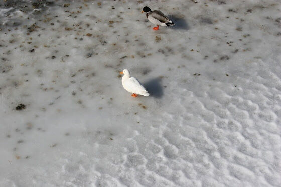 Duck, Duck, White Duck on the Cannon | News | southernminn.com