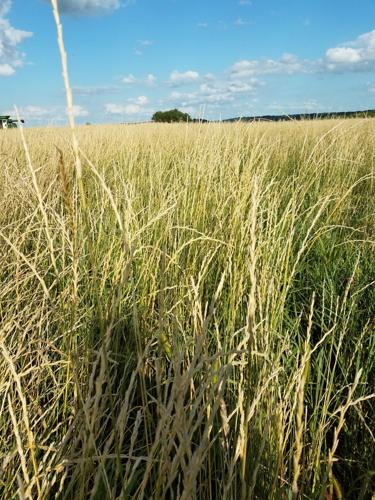 Perennial grain crop – Kernza – connects local farmers and brewers ...
