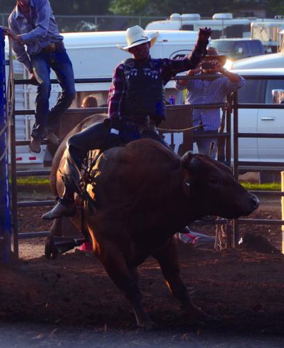 Rice County Fair: Bull Riding brings the show Friday night | Sports ...