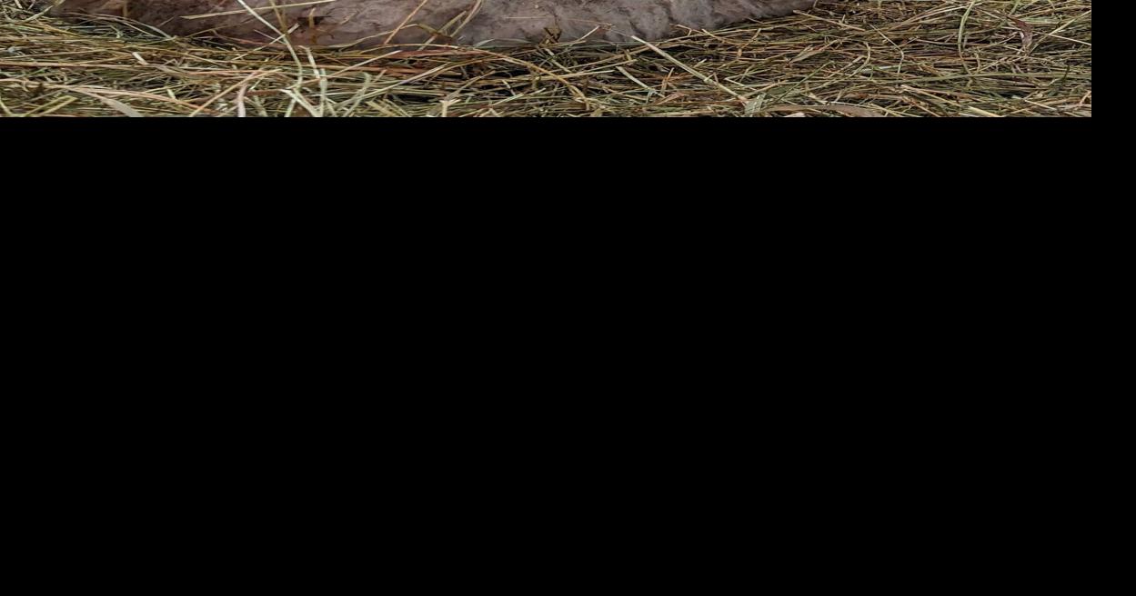 Easter Egg Hunt and Baby Animals - Dundas | Scene | southernminn.com