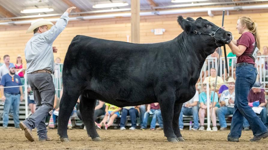 Faribault teen shows a champion at the State Fair | News | southernminn.com