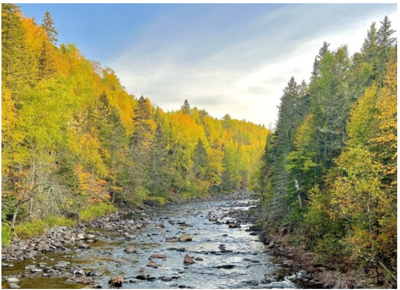 Minnesota DNR shares what to expect for the 2024 fall colors season ...