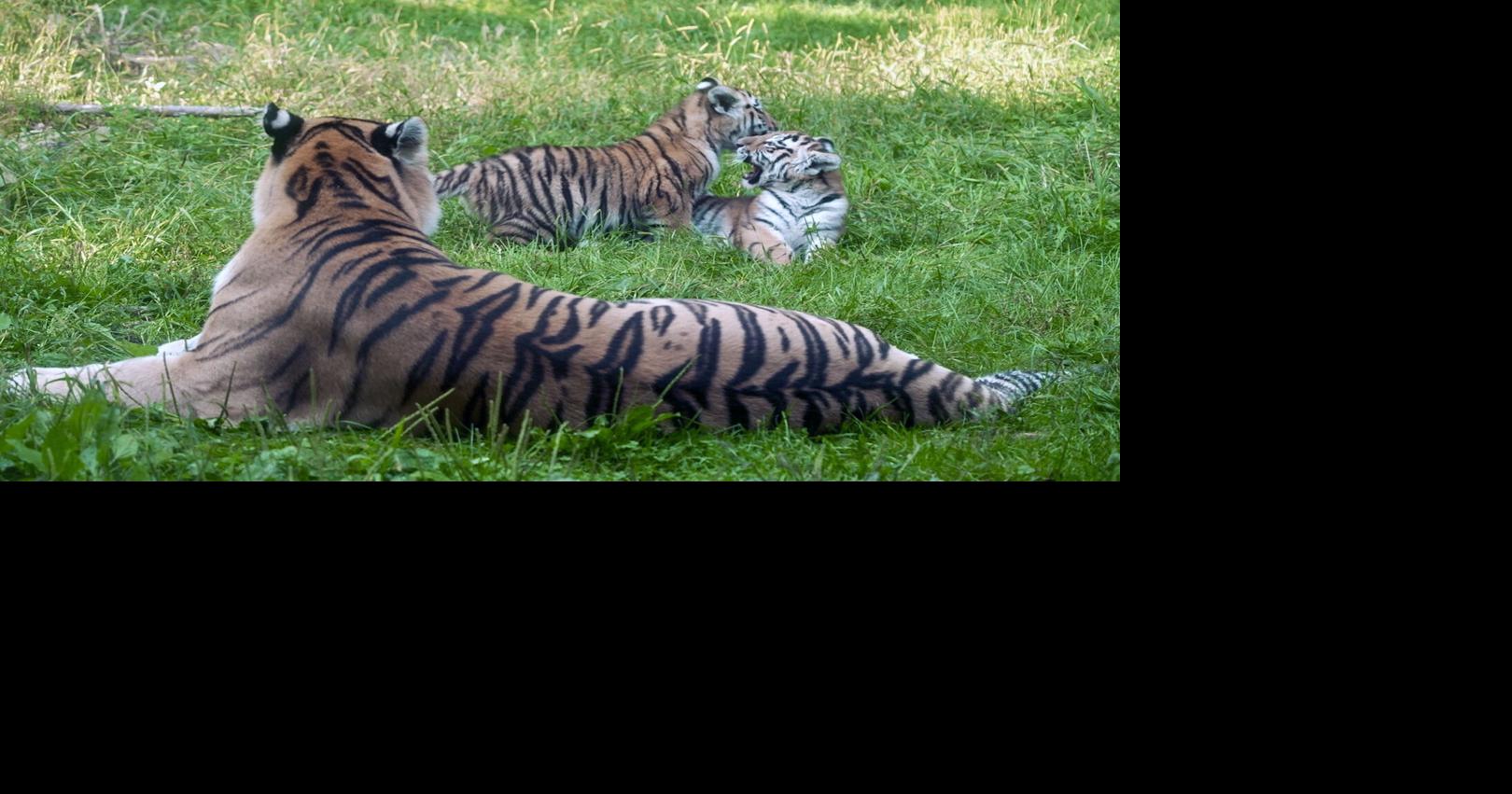 Pair of rare Amur tiger cubs debuting at Minnesota Zoo are raising ...