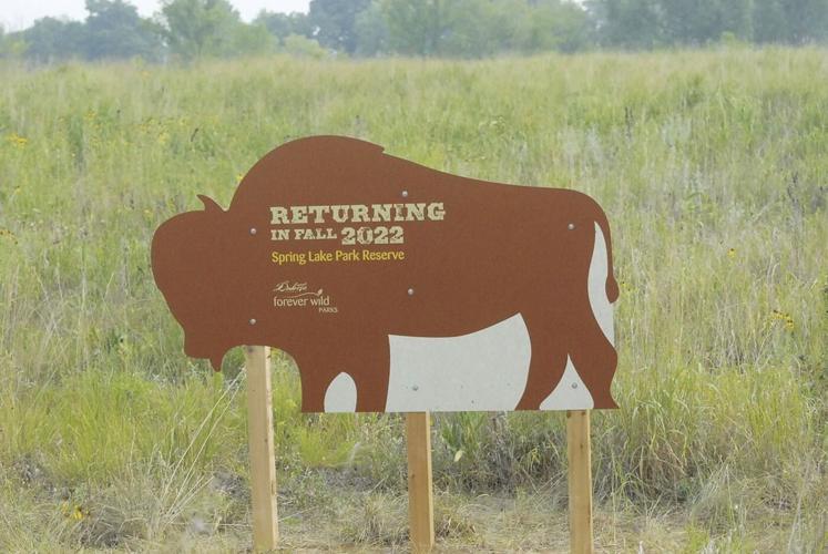 Ground breaks for bison project in Spring Lake Park Reserve | News ...