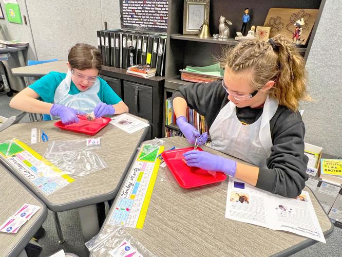 Local family donates cow eyeballs for class dissection | News ...