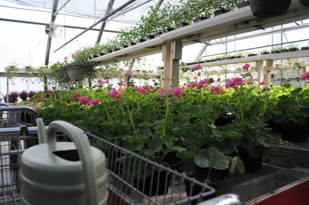 Rice County Activity Center's annual greenhouse to open Tuesday | News ...
