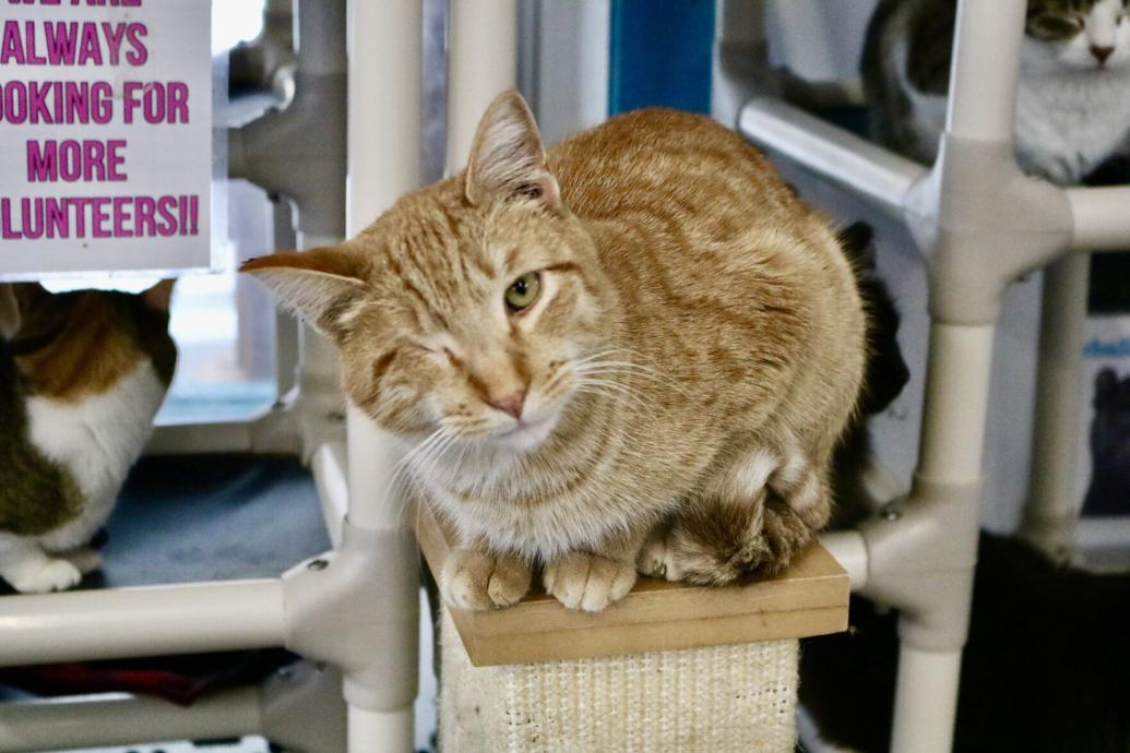 Furball Farm garners 2.4M online followers, fanbase continues to grow ...