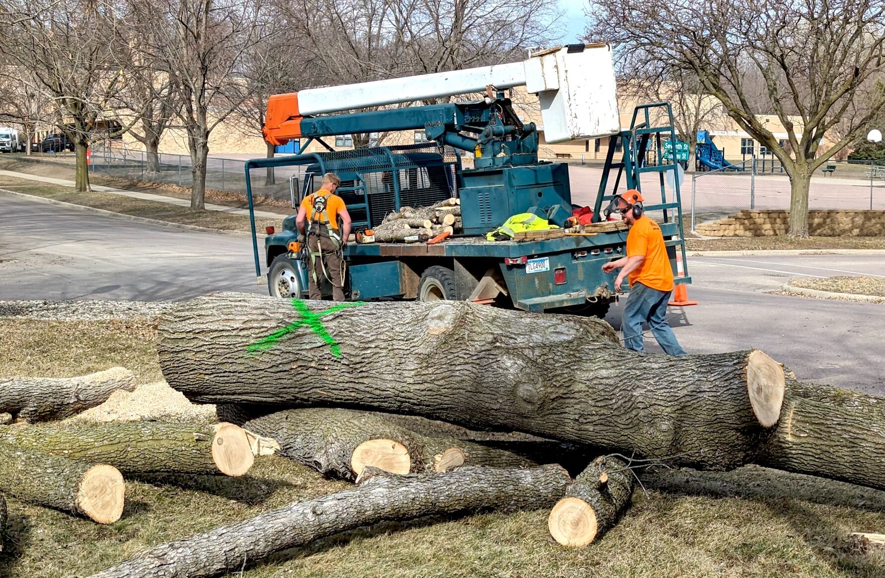 City of St. Peter uses grant funds to remove ash trees, replace 2-to-1 ...