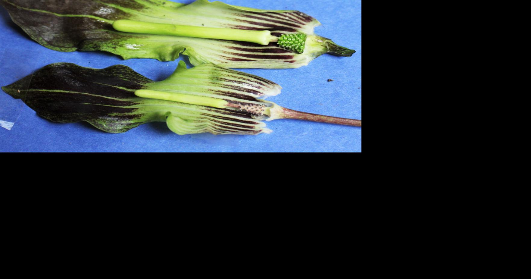 Jack-in-the-pulpits: The story of Jack and Jill and the fungus gnats ...