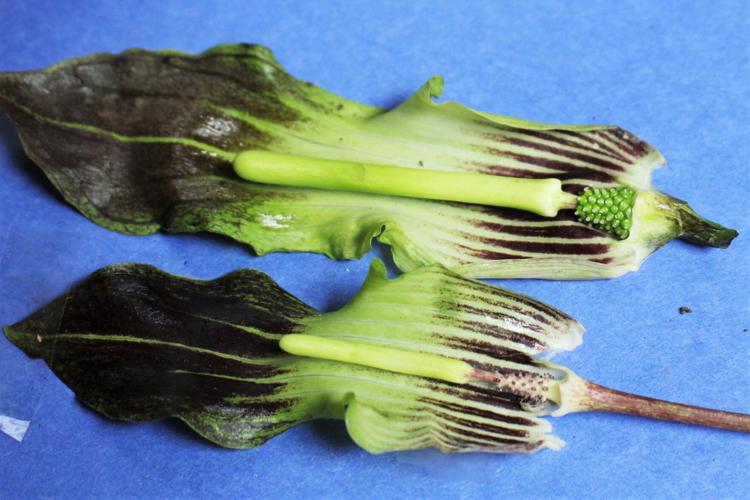 Jack-in-the-pulpits: The story of Jack and Jill and the fungus gnats ...