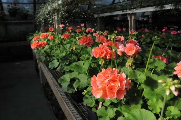 Rice County Activity Center's annual greenhouse to open Tuesday | News ...