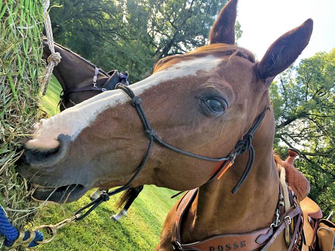 Role playing helps prepare Mounted Posse for real-life emergencies ...
