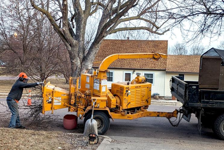 City of St. Peter uses grant funds to remove ash trees, replace 2-to-1 ...
