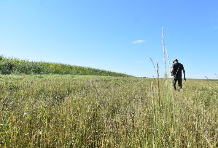 Field outside St. Peter produces first Kernza crop in county | News ...