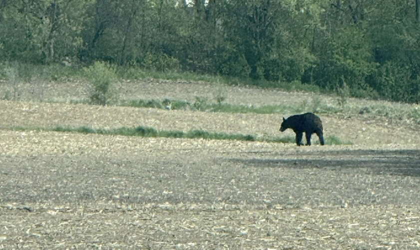 Bear sightings uptick around southern Minnesota | News | southernminn.com