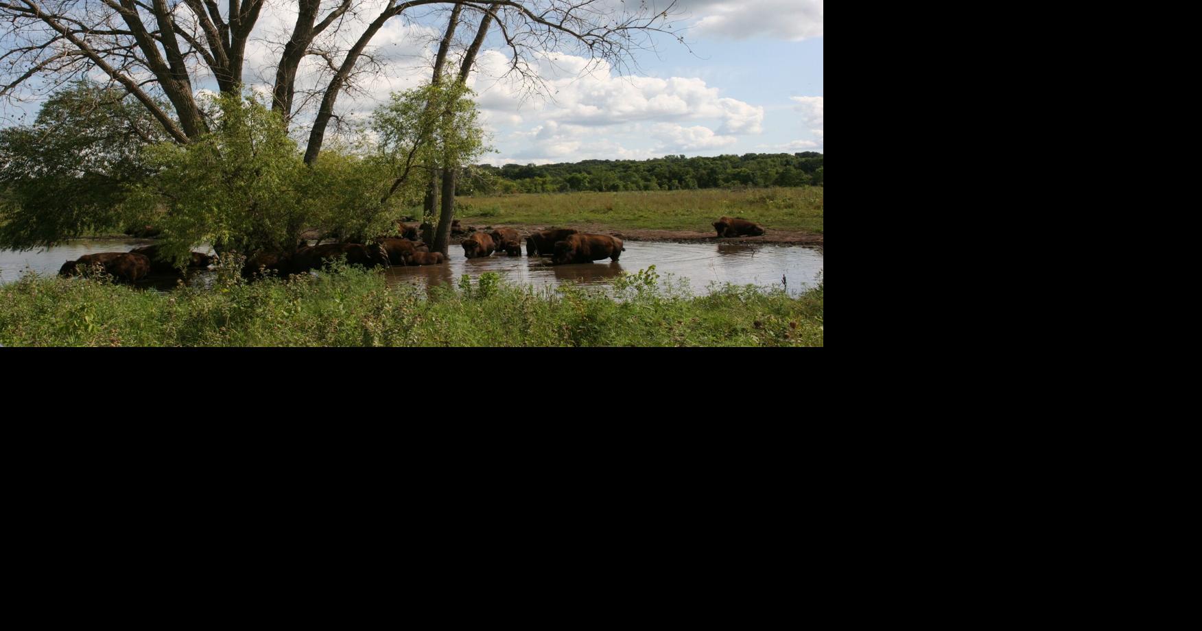 Bison: History, cultural importance, a film and a poem | Community ...