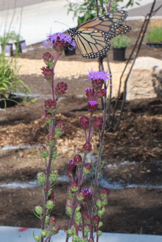 Hikmah kids plant pollinator garden in Minnesota Square Park | News ...