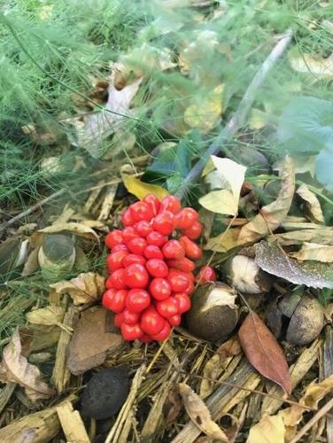 Jack-in-the-pulpits: The story of Jack and Jill and the fungus gnats ...