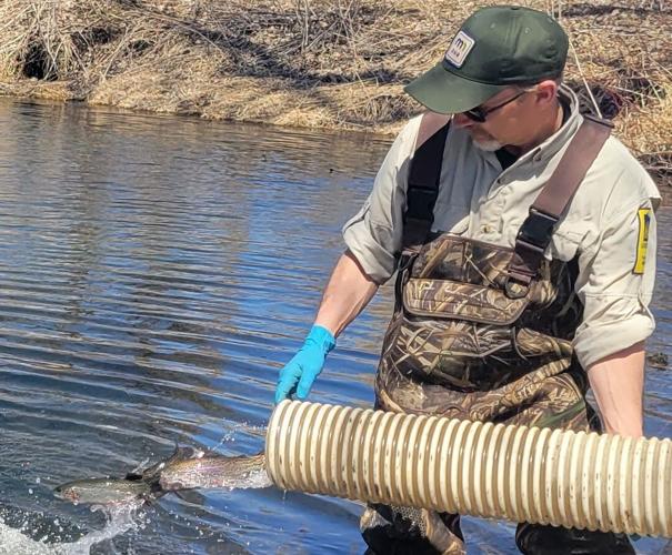 Trout stocking increases fishing opportunities | Sports | southernminn.com