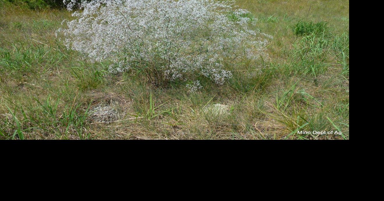 March Weed of the Month: Baby's breath | News | southernminn.com