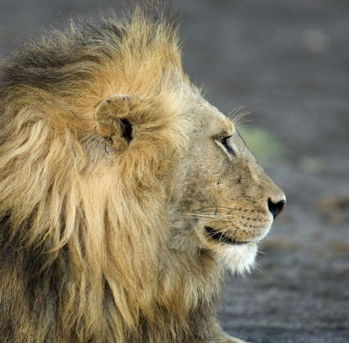 Anders Bjorling story for 55 & Better | St. Peter Herald | southernminn.com