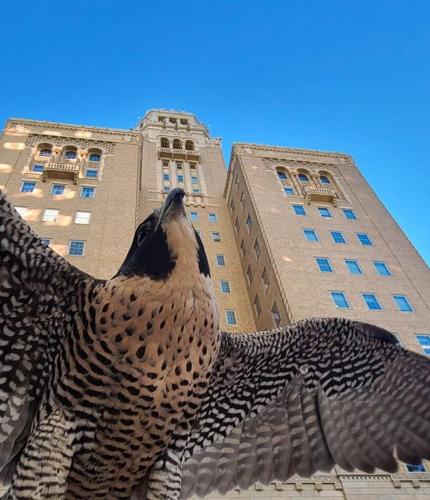 Mayo falcon program returns Monday to Buckham Memorial Library | News ...