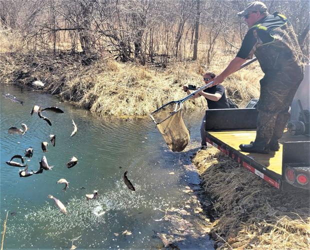 Trout stocking increases fishing opportunities | Sports | southernminn.com