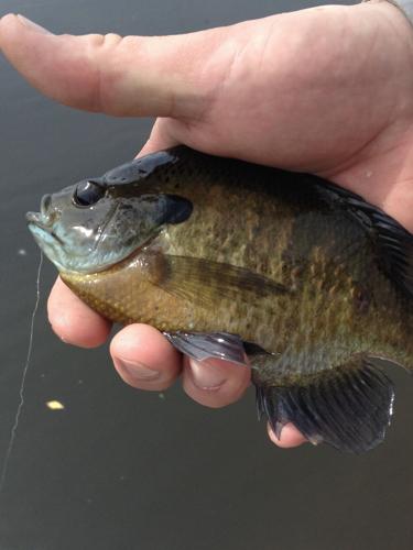 Panfish: Where are they? | Opinion | southernminn.com