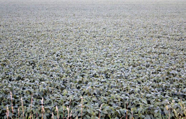 Rising heat, humidity hurts crops, people | News | southernminn.com