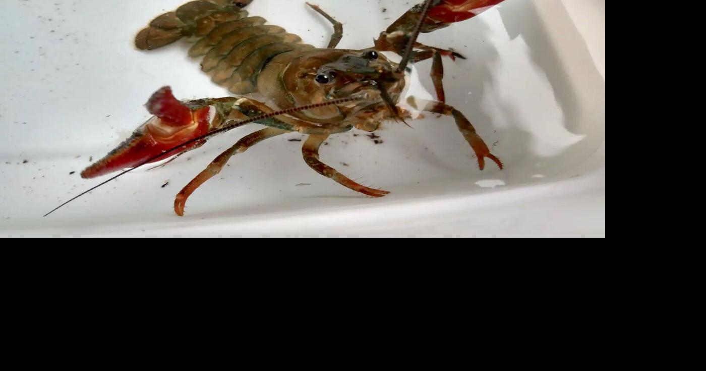 New invasive crayfish found in Minnesota lake | State | southernminn.com