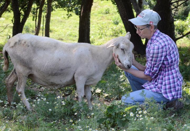 Meyer Beefalo Farm: Sustainable farming practices highlighted | News ...