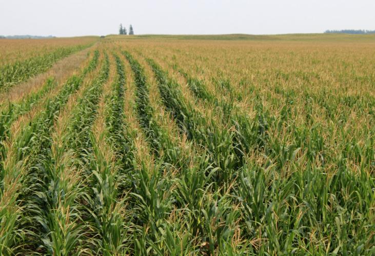 Rising heat, humidity hurts crops, people | News | southernminn.com