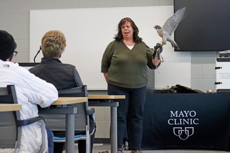 Mayo falcon program returns Monday to Buckham Memorial Library | News ...