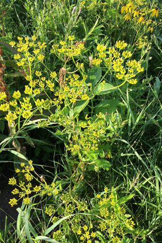 Four area townships band together to eliminate wild parsnip | News ...