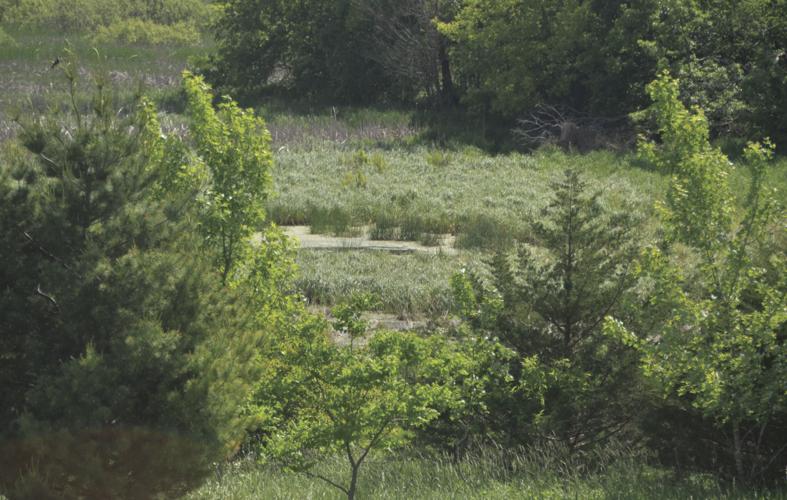 Cannon River Watershed and Nature Conservancy team up for restoration ...